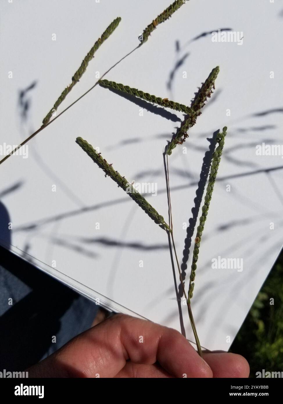 Brownseed Paspalum (Paspalum plicatulum) Plantae Stock Photo - Alamy