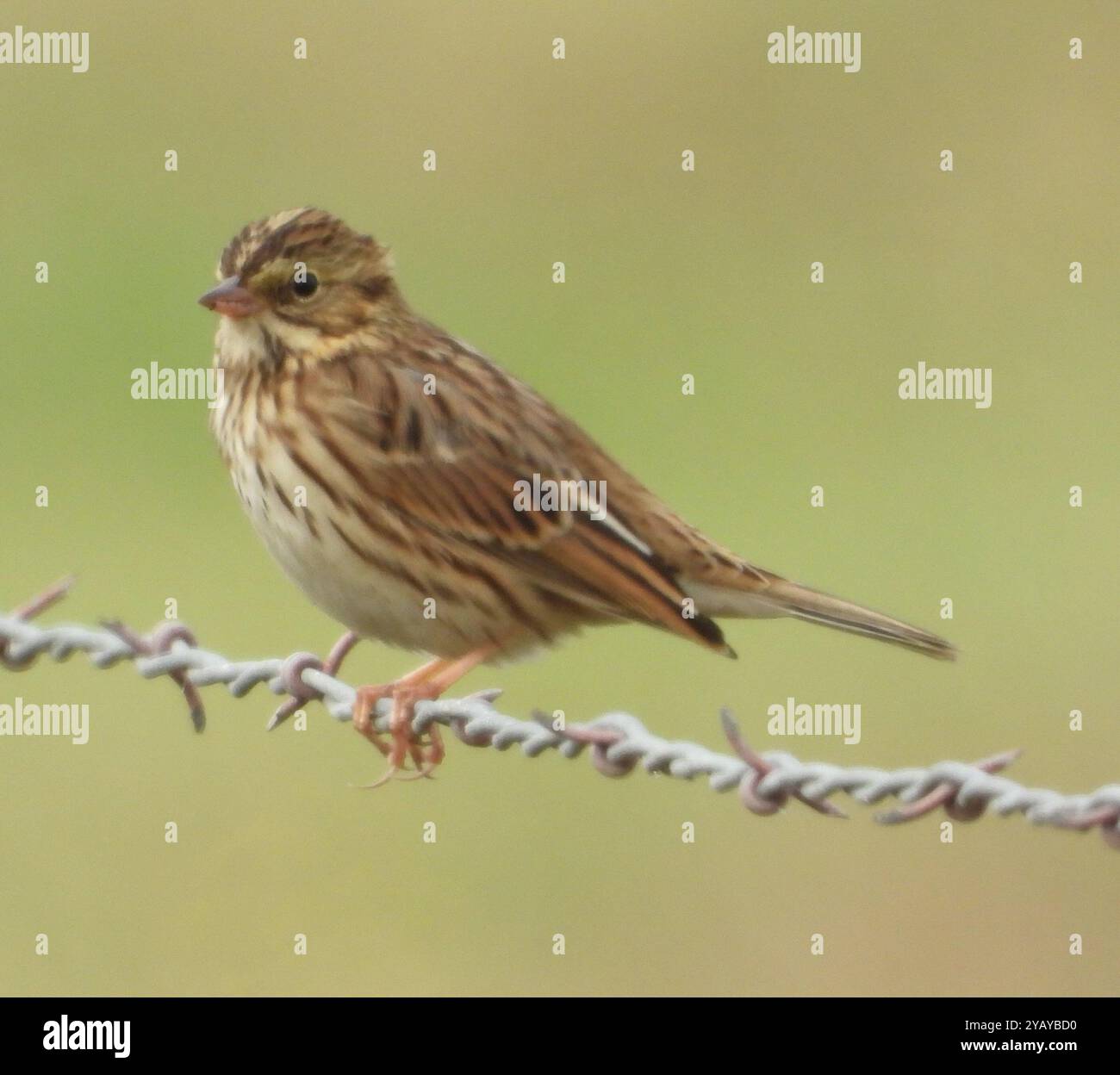 Savannah Sparrow (Passerculus sandwichensis) Aves Stock Photo - Alamy