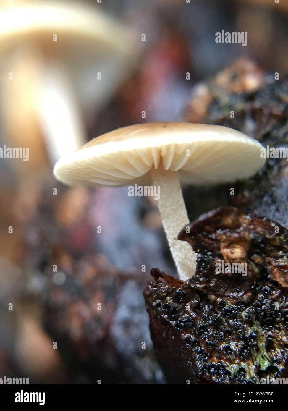 Conifercone Cap (Baeospora myosura) Fungi Stock Photo - Alamy