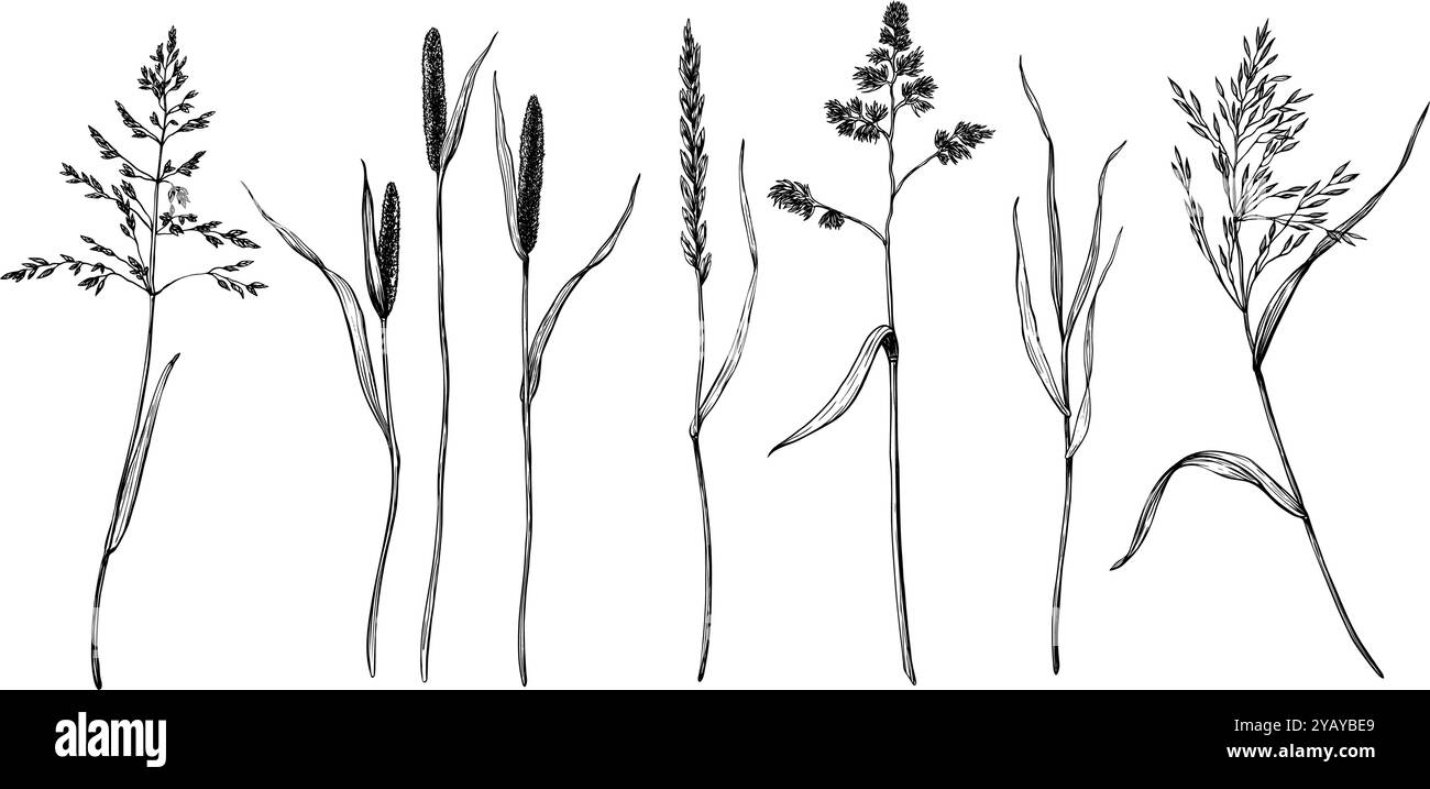 Set of grasses as bluegrass, cocksfoot, timothy, ryegrass, bents ...