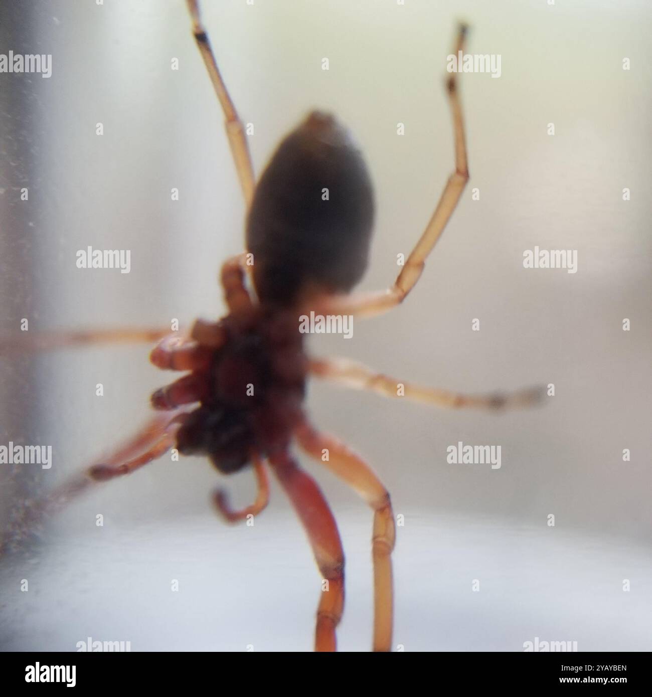 Broad-faced Sac Spider (Trachelas tranquillus) Arachnida Stock Photo ...