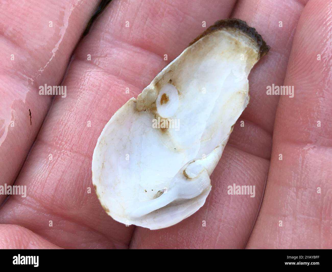 Flat-tip Piddock (Penitella penita) Mollusca Stock Photo - Alamy