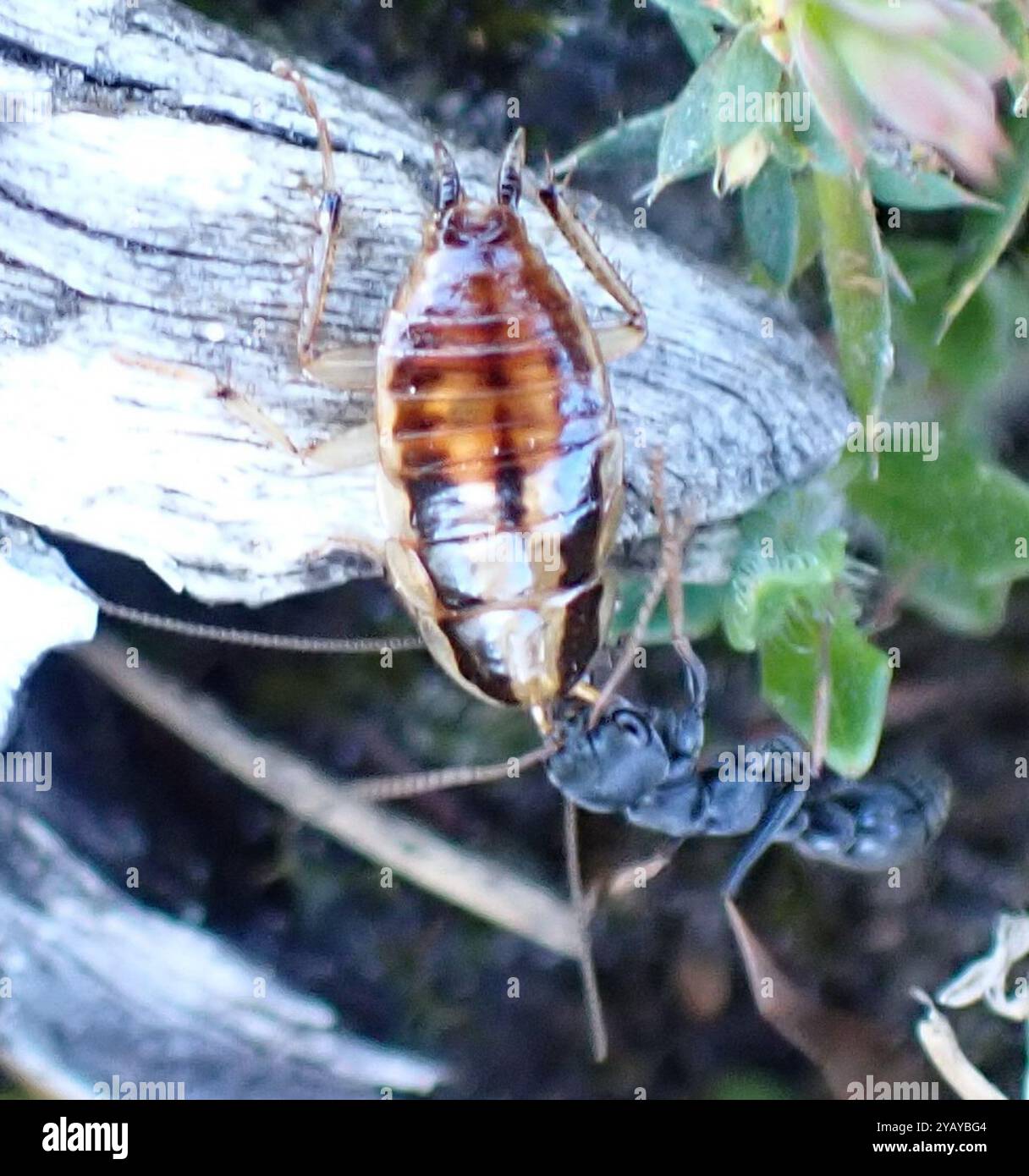 Jack jumper ant hi-res stock photography and images - Alamy