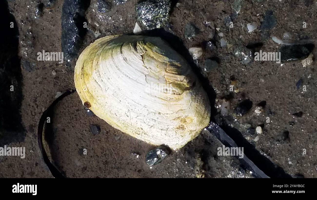 Soft-shelled Clam (Mya arenaria) Mollusca Stock Photo - Alamy