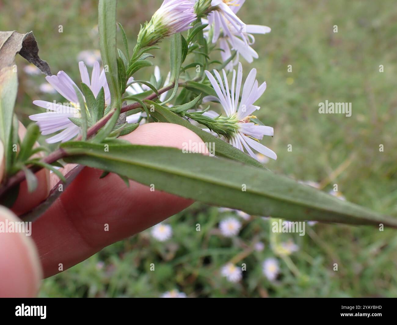New York aster (Symphyotrichum novi-belgii) Plantae Stock Photo - Alamy