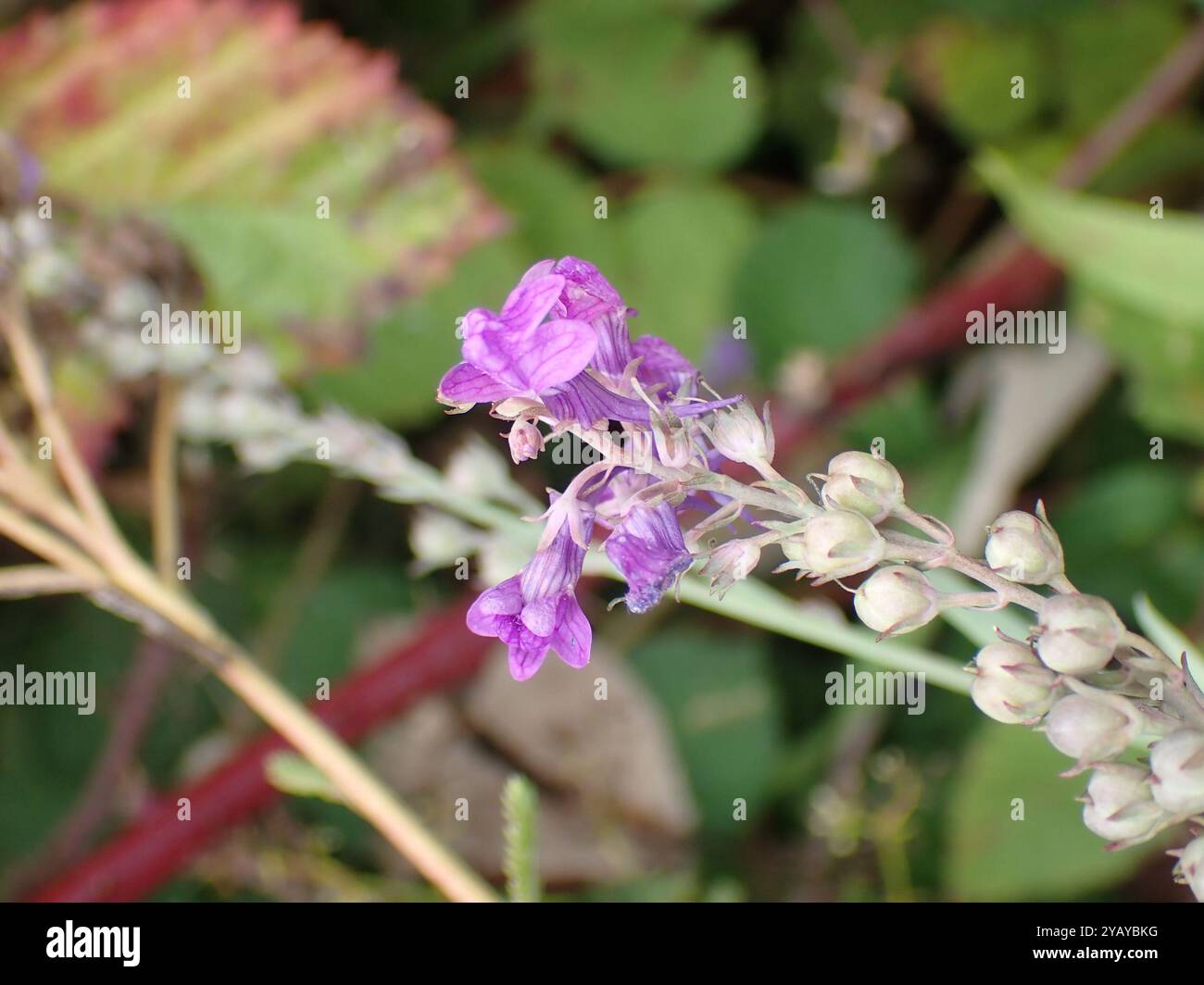 Purple Toadflax (Linaria purpurea) Plantae Stock Photo - Alamy