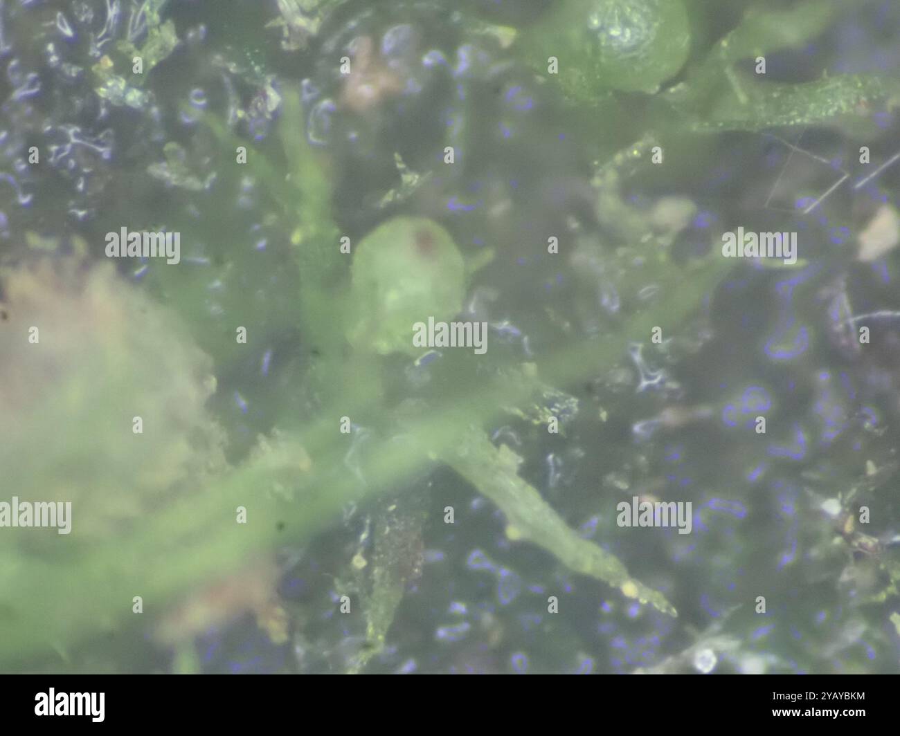 Serrated Earth Moss (Ephemerum serratum) Plantae Stock Photo - Alamy