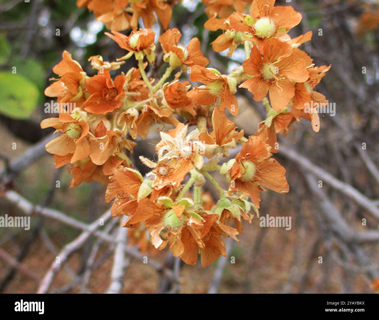 South African Wild Pear (Dombeya rotundifolia) Plantae Stock Photo - Alamy