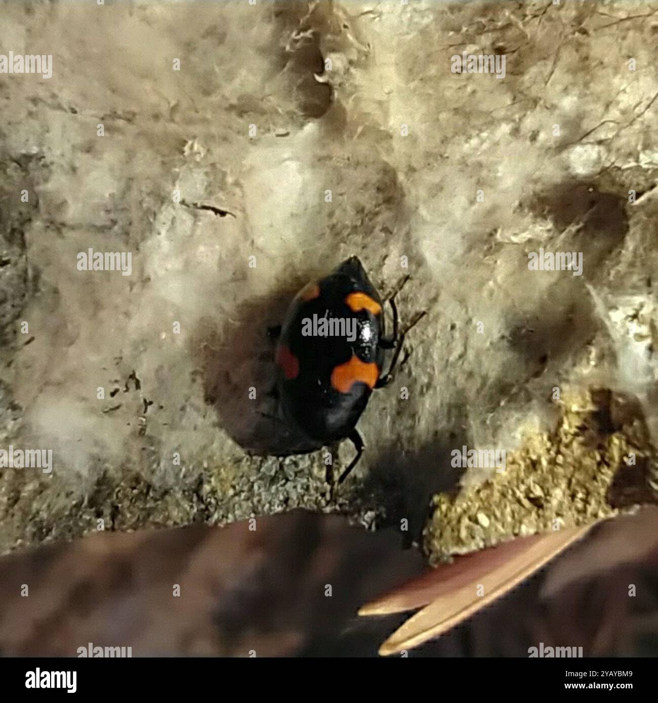 Orange-spotted Scaphidium (Scaphidium quadrimaculatum) Insecta Stock ...