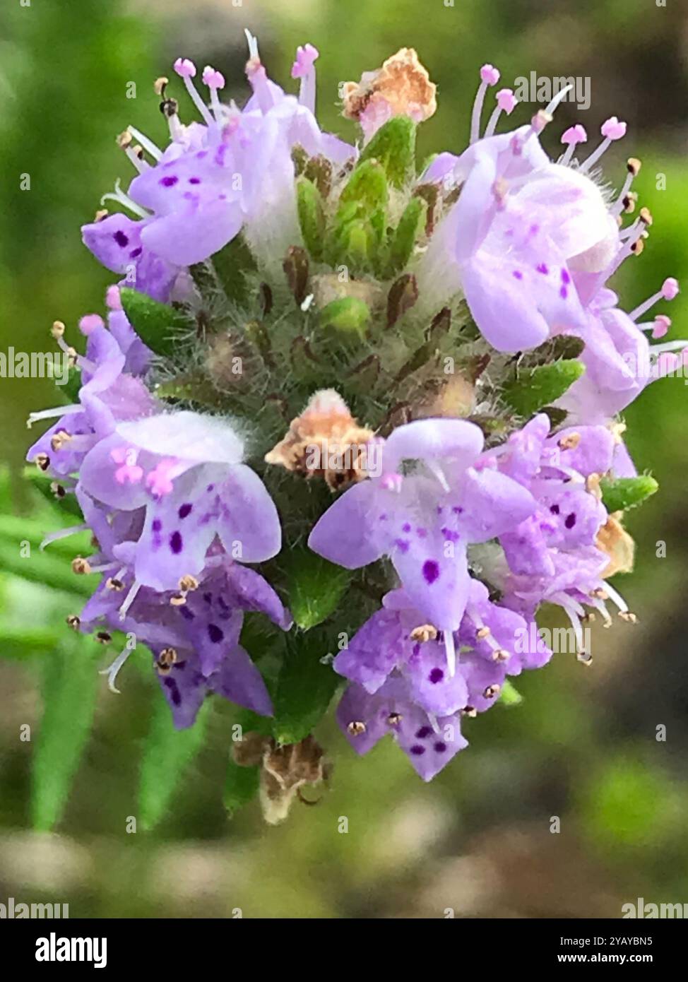 Florida pennyroyal (Piloblephis rigida) Plantae Stock Photo - Alamy