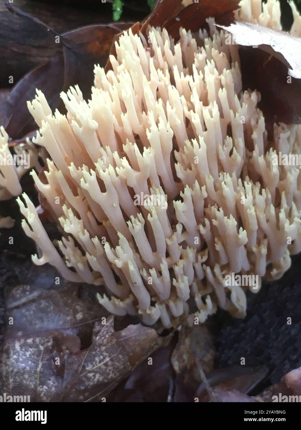Coral Fungi (Ramaria) Fungi Stock Photo - Alamy