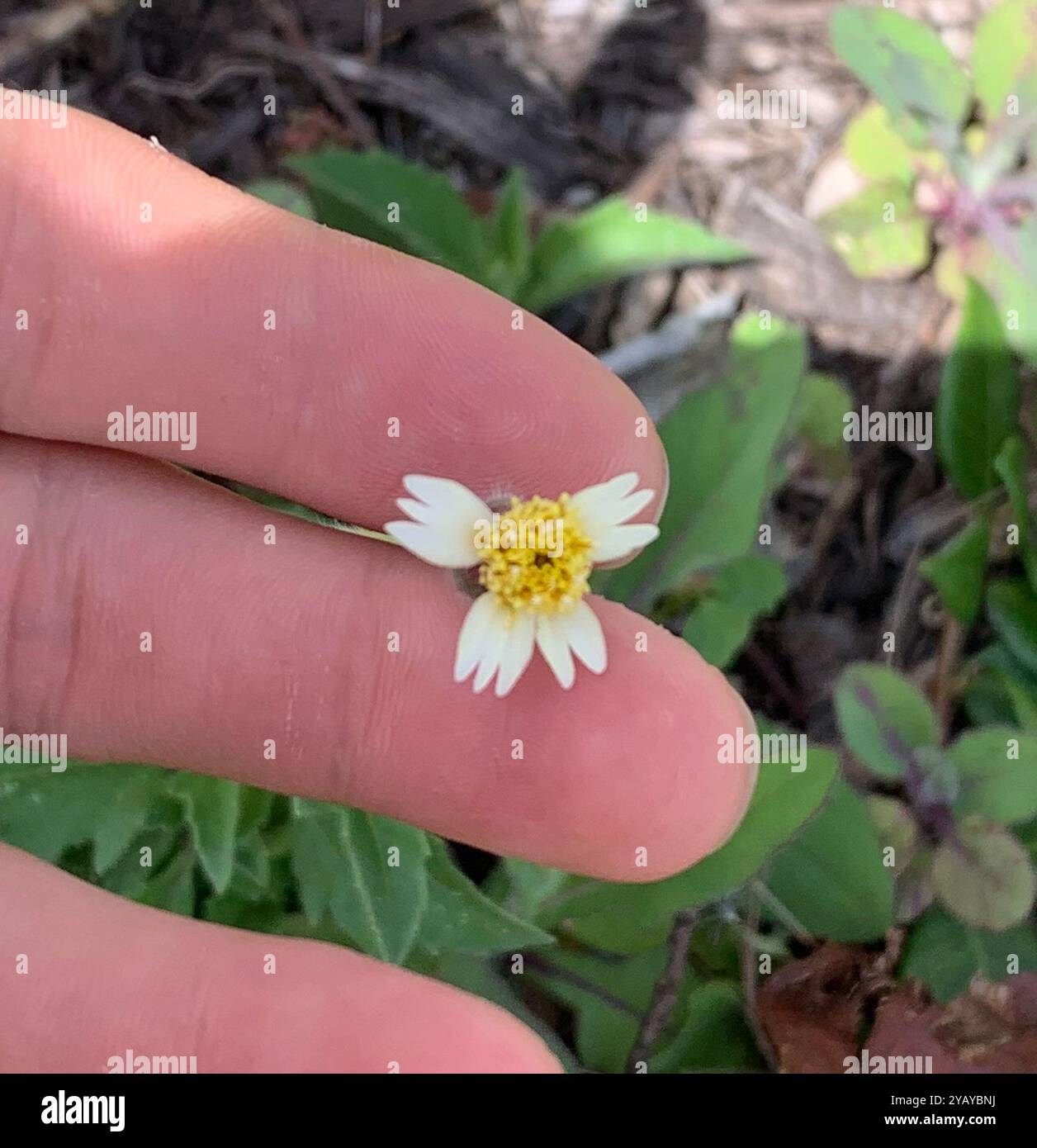 Tridax daisy (Tridax procumbens) Plantae Stock Photo - Alamy