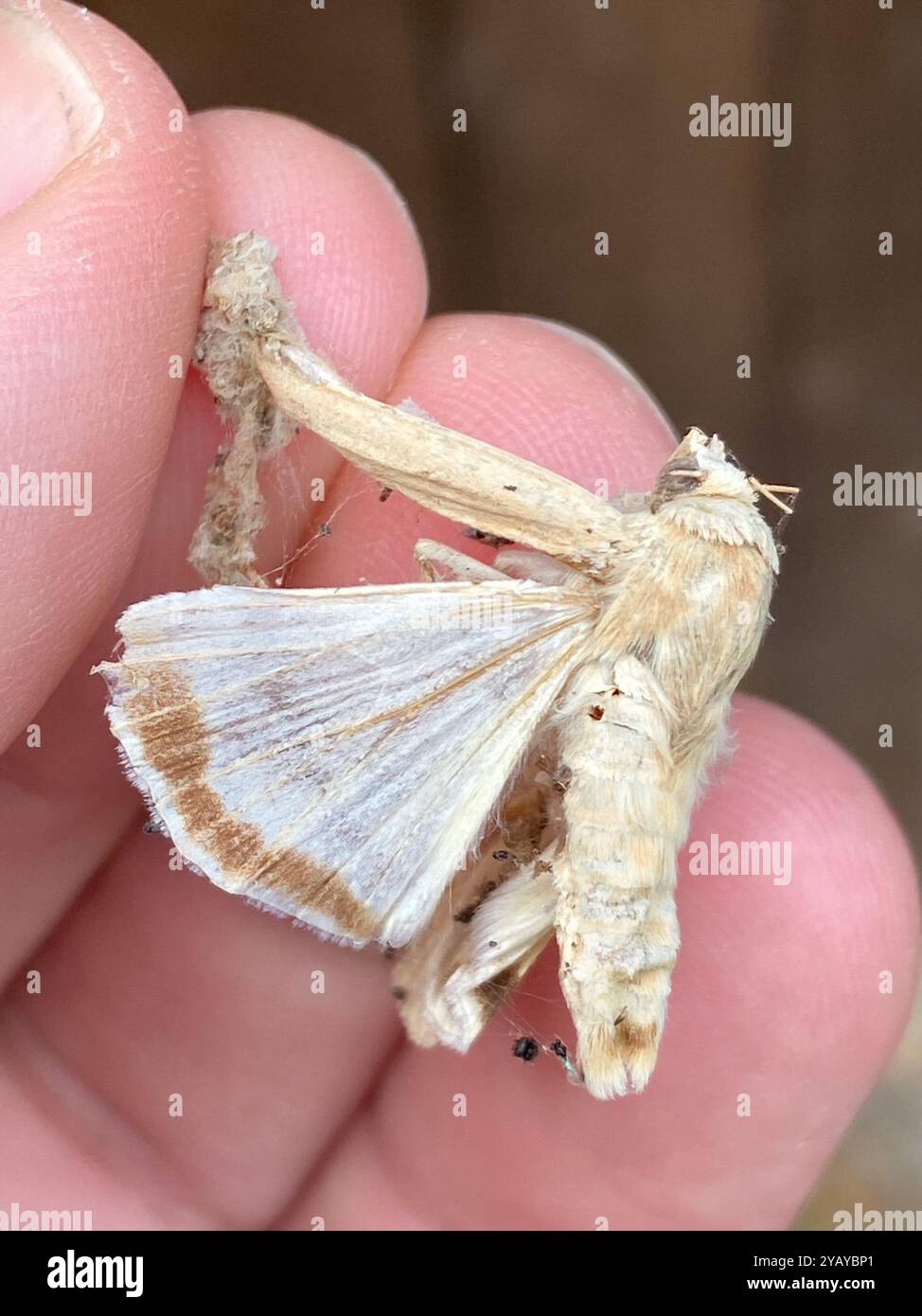 Yellow Underwings (Noctua) Insecta Stock Photo - Alamy