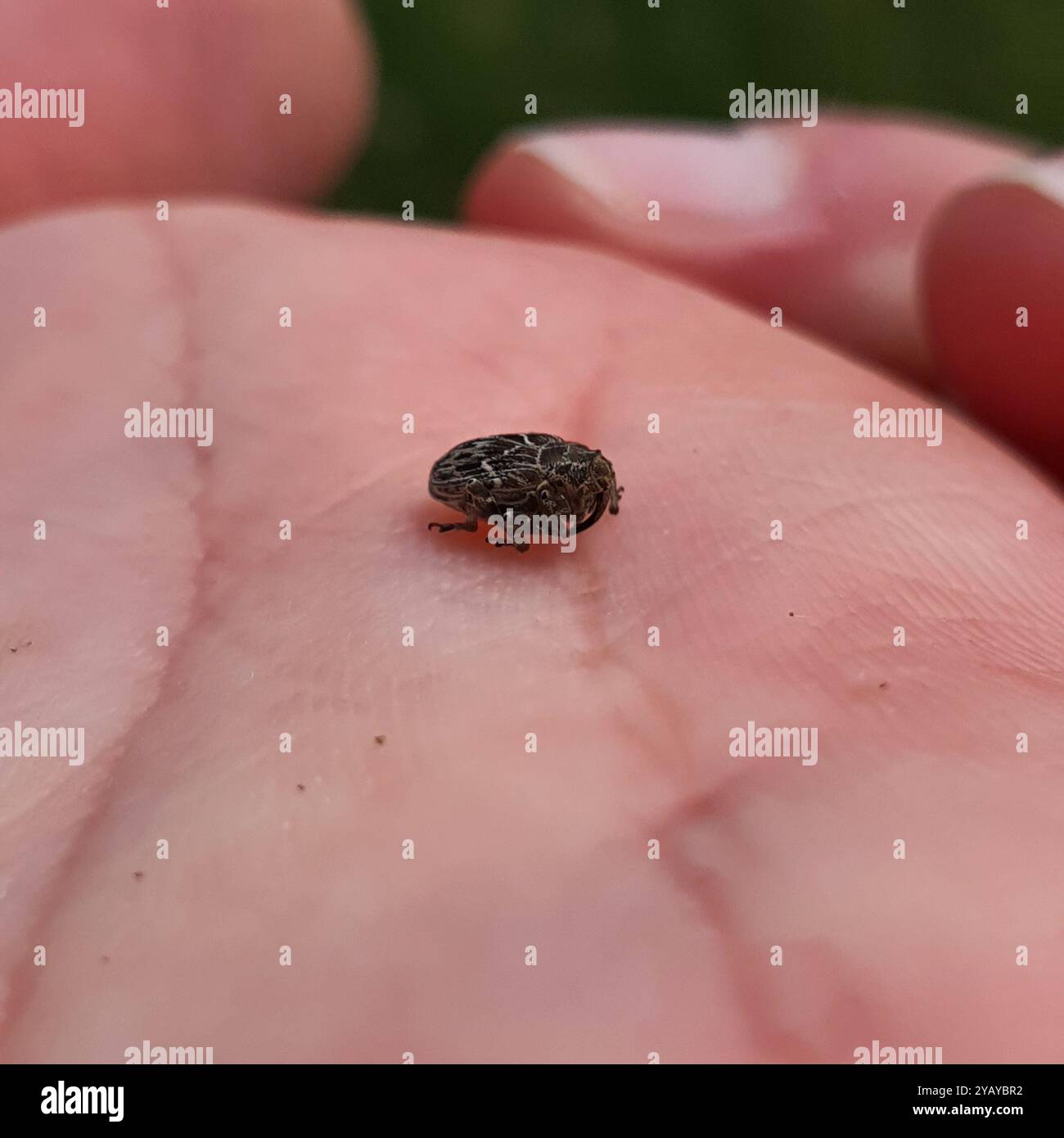 map weevil (Mogulones geographicus) Insecta Stock Photo - Alamy