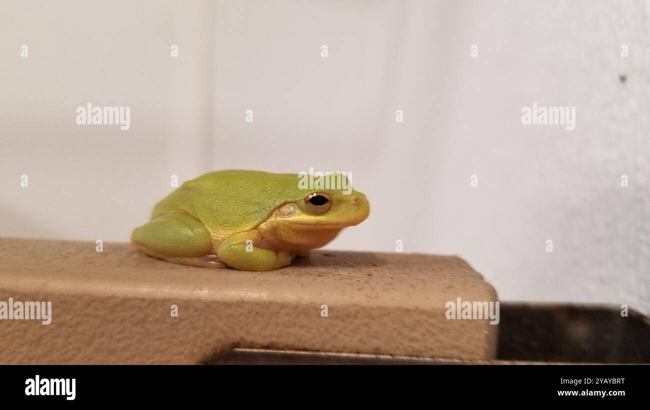 Squirrel Treefrog (Hyla squirella) Amphibia Stock Photo - Alamy