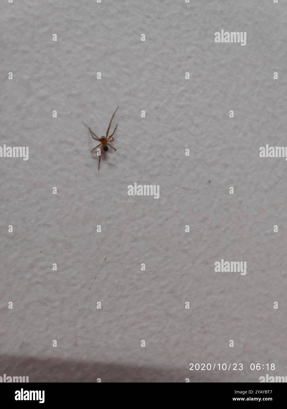 Nesticodes rufipes hi-res stock photography and images - Alamy