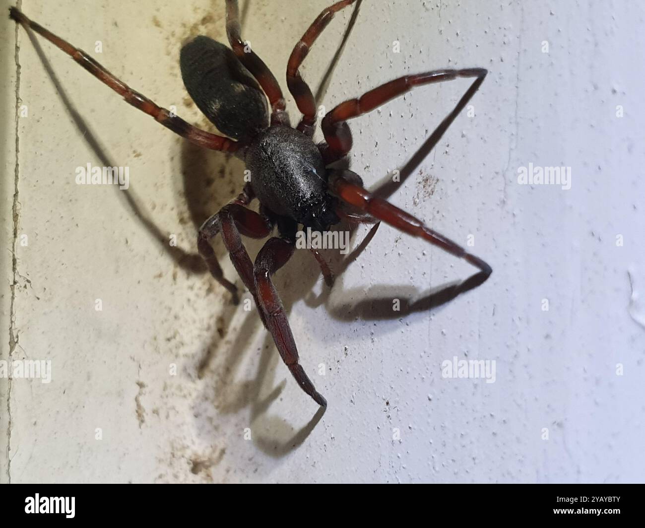 Eastern White-tail Spider (Lampona murina) Arachnida Stock Photo - Alamy