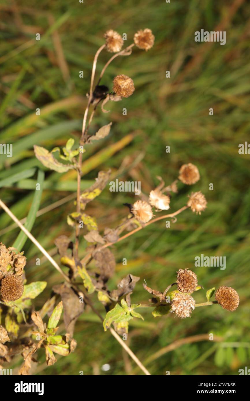 Common Fleabane (Pulicaria dysenterica) Plantae Stock Photo - Alamy