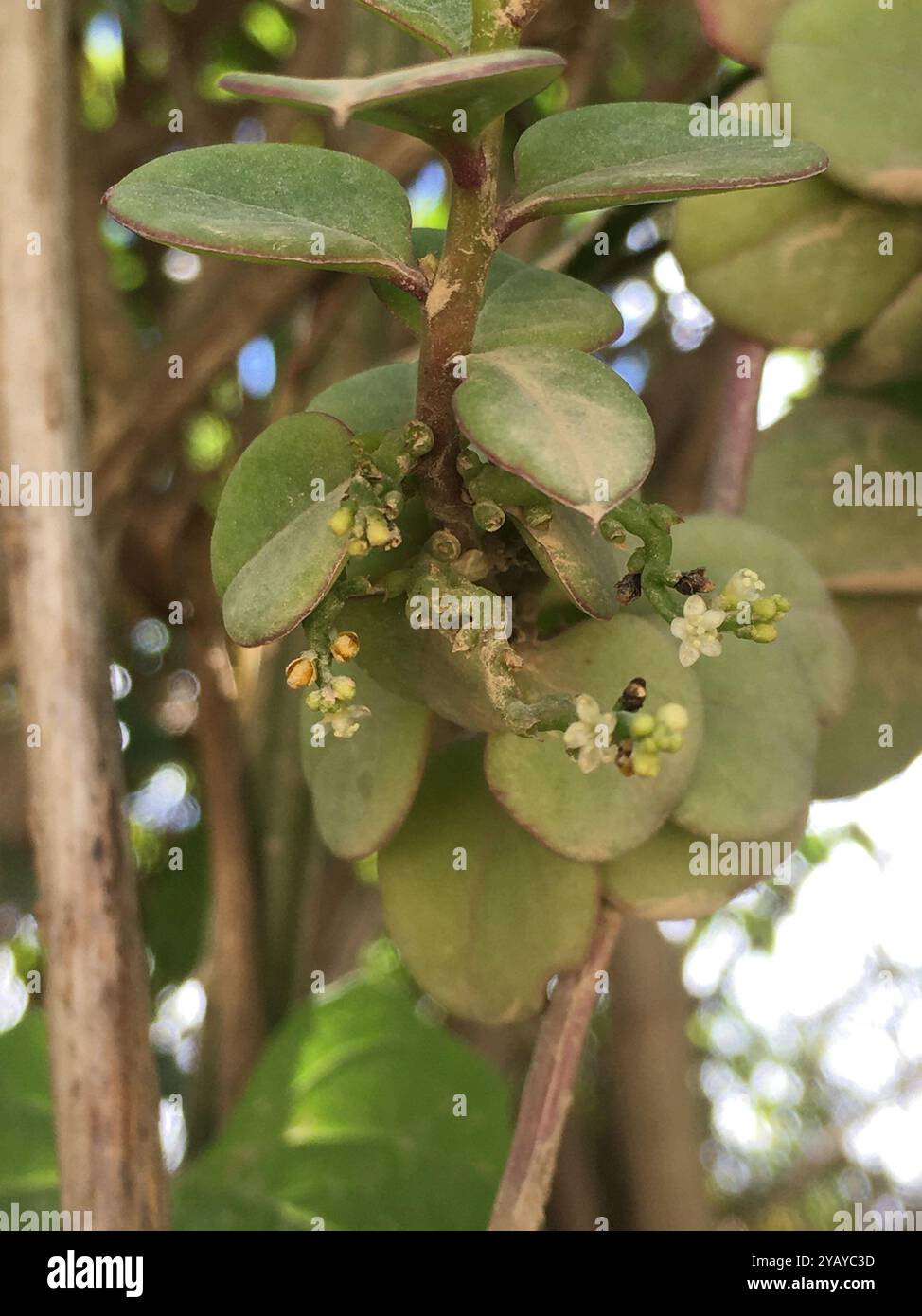 flowering plants (Angiospermae) Plantae Stock Photo - Alamy