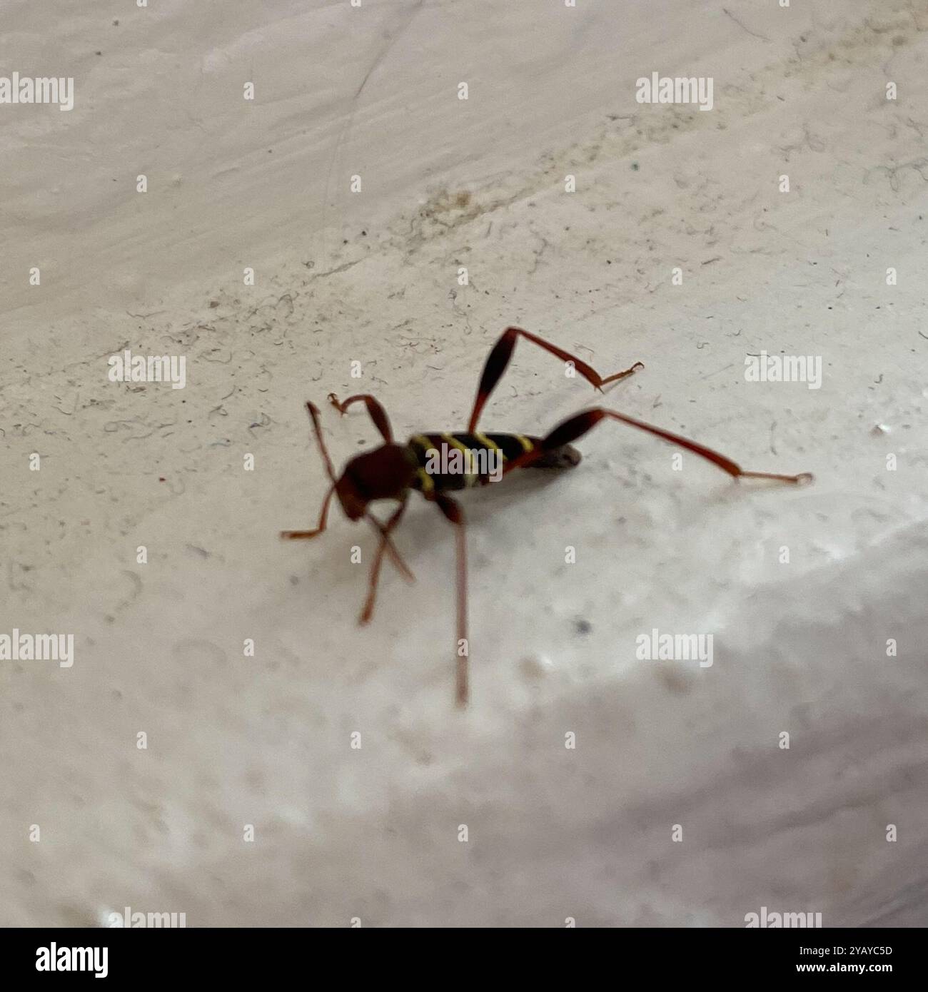 Red-headed Ash Borer (Neoclytus acuminatus) Insecta Stock Photo - Alamy