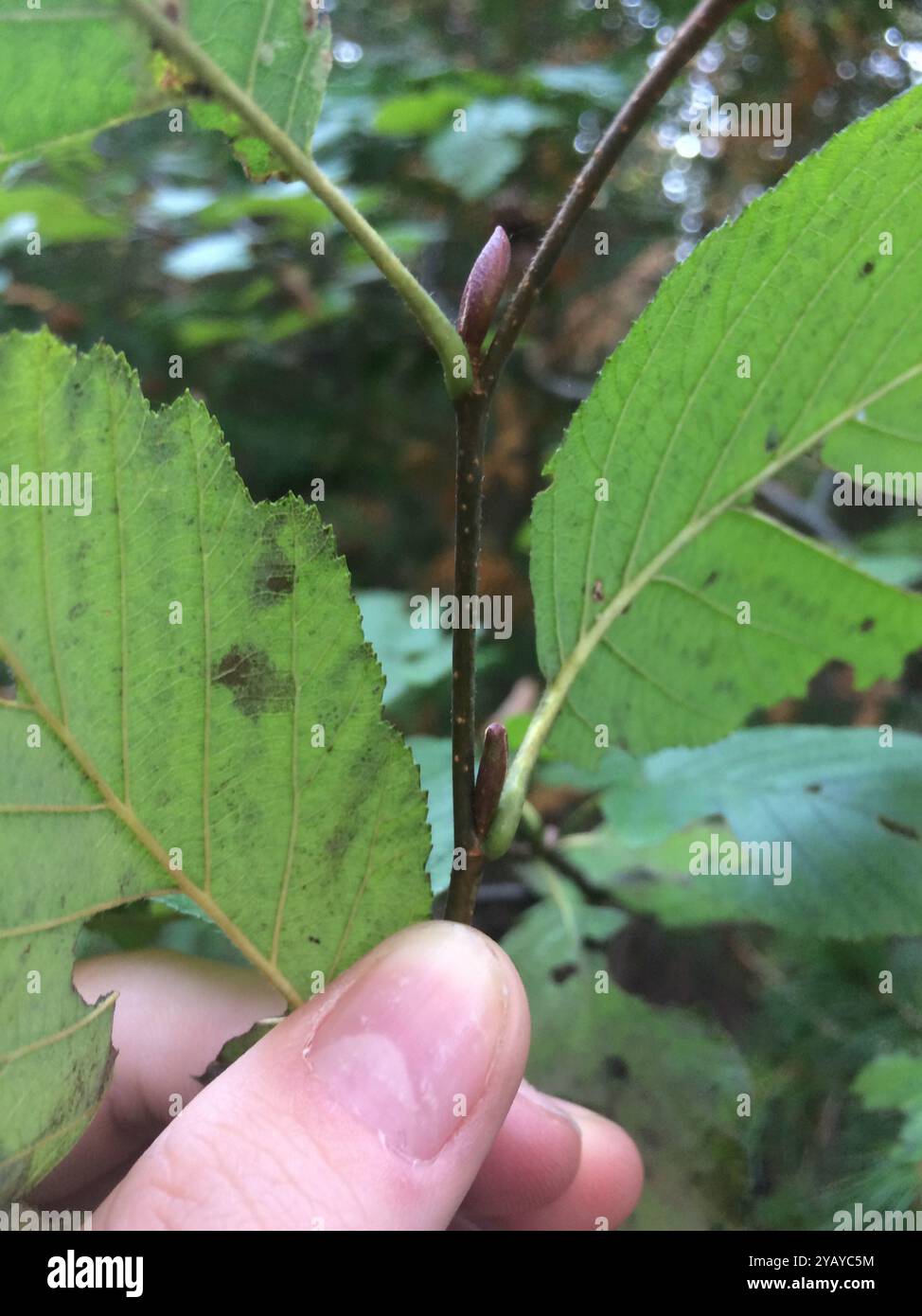 swamp alder (Alnus incana rugosa) Plantae Stock Photo - Alamy