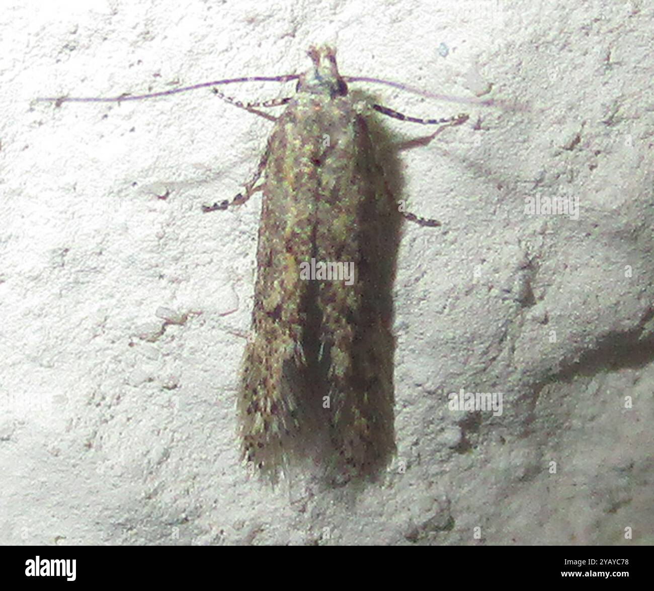 Twirler Moths (Gelechiidae) Insecta Stock Photo - Alamy
