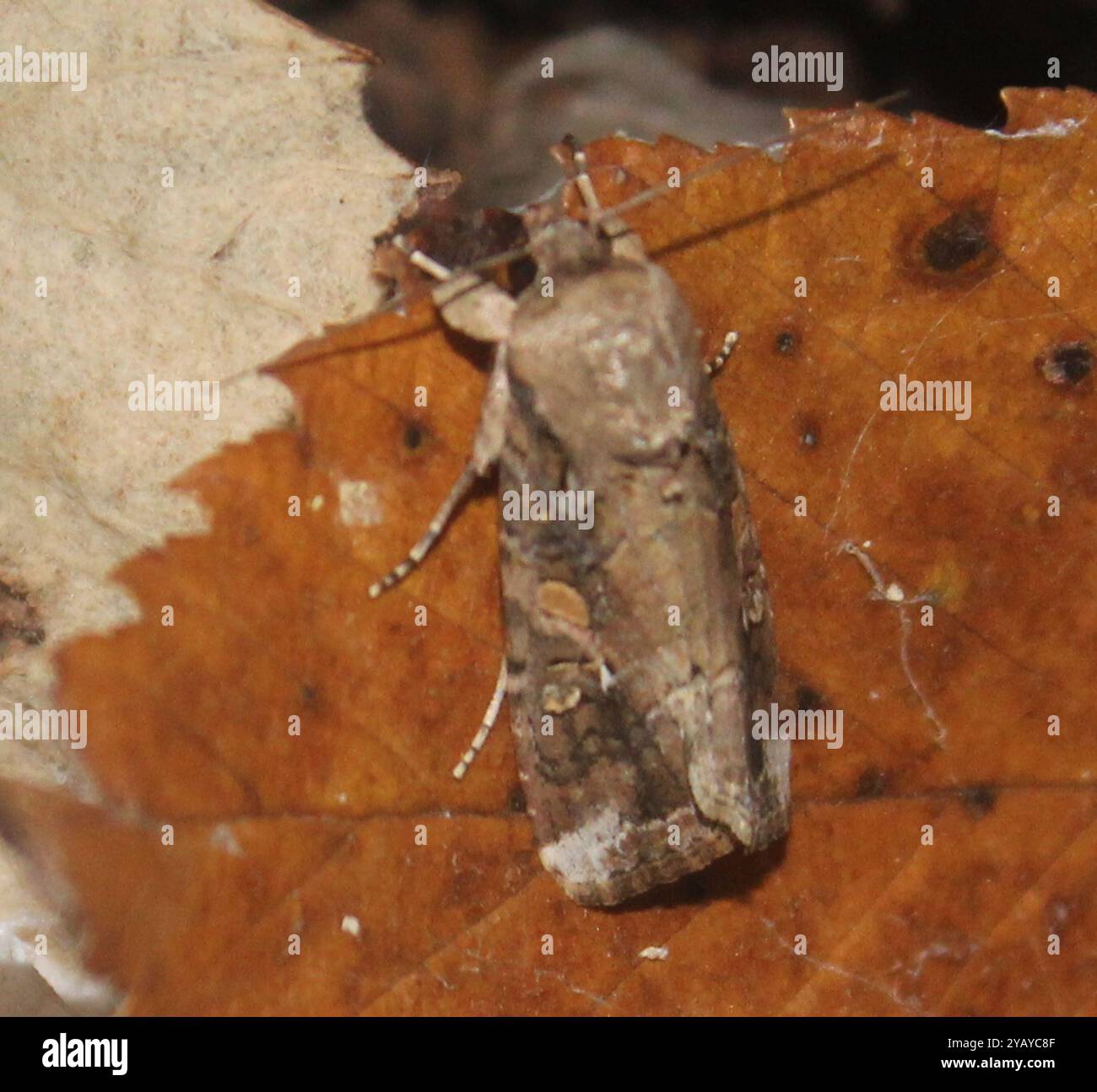 Fall Armyworm Moth (Spodoptera frugiperda) Insecta Stock Photo - Alamy