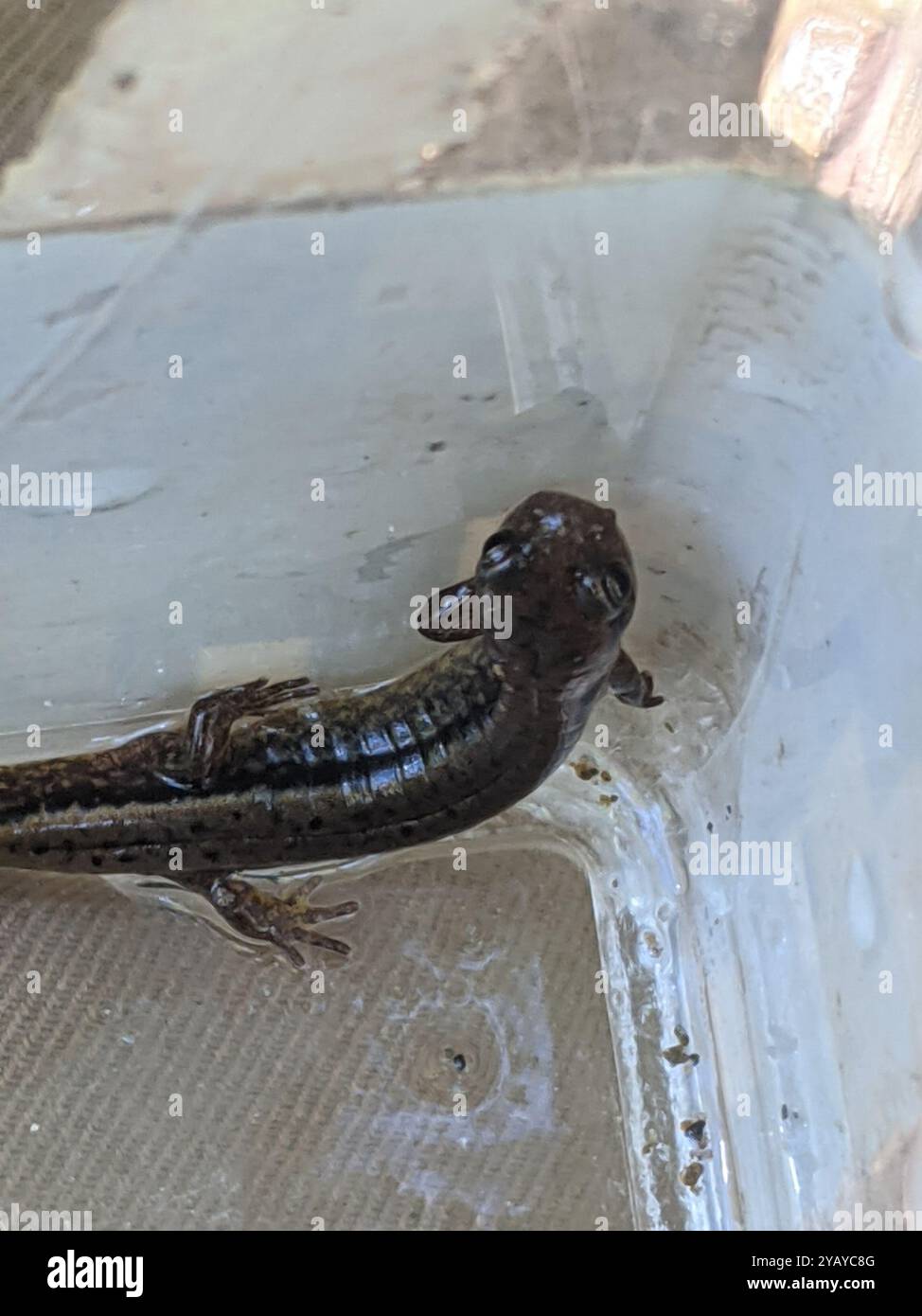 Northern Two-lined Salamander (Eurycea bislineata) Amphibia Stock Photo ...