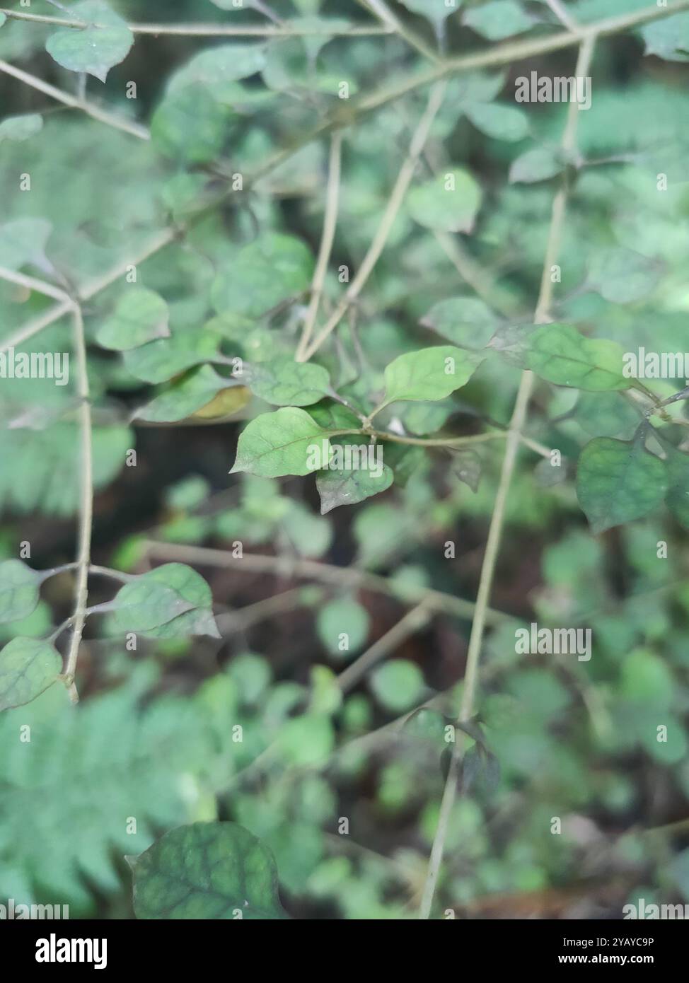 thin leaved coprosma (Coprosma areolata) Plantae Stock Photo - Alamy