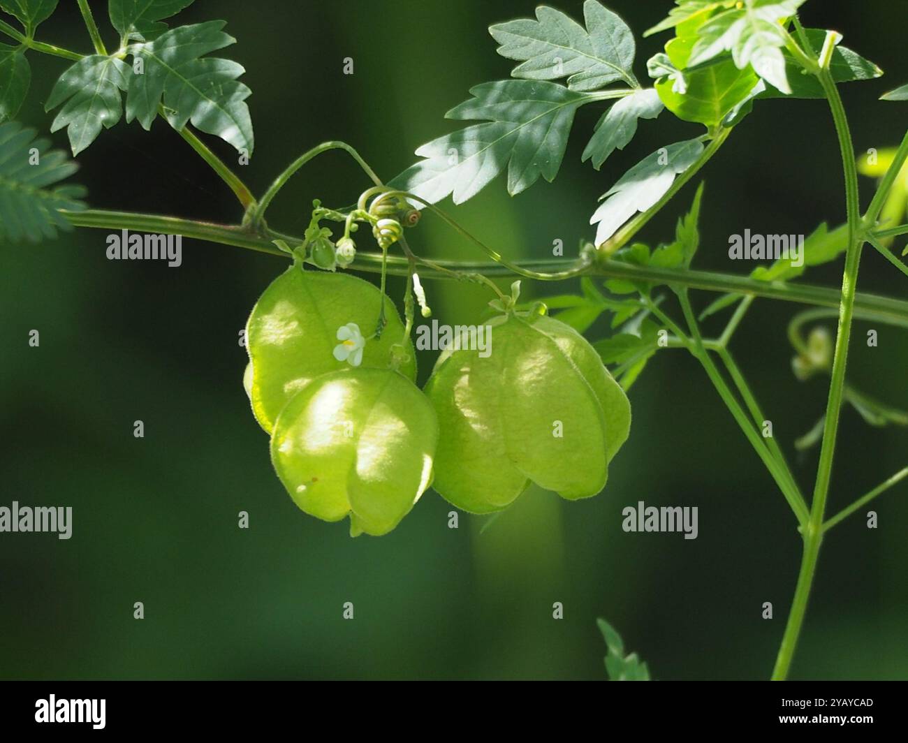 Lesser Balloon Vine (Cardiospermum halicacabum) Plantae Stock Photo - Alamy