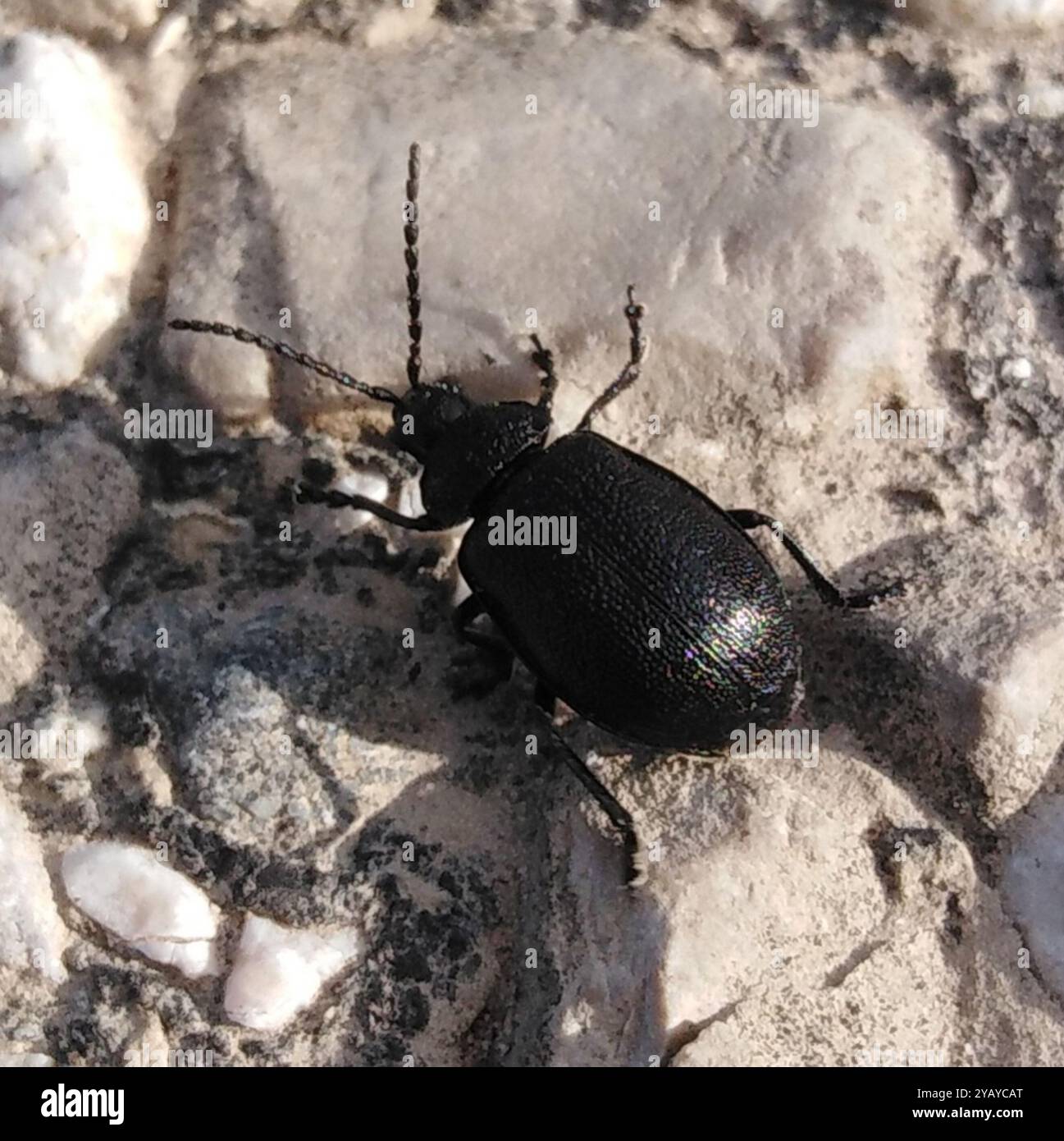 black-punctured leaf beetle (Galeruca tanaceti) Insecta Stock Photo - Alamy