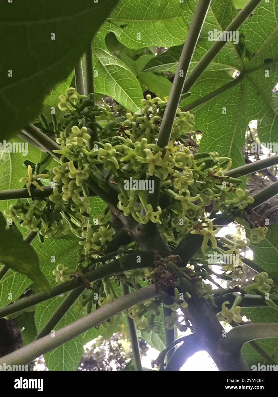 papaya family (Caricaceae) Plantae Stock Photo - Alamy