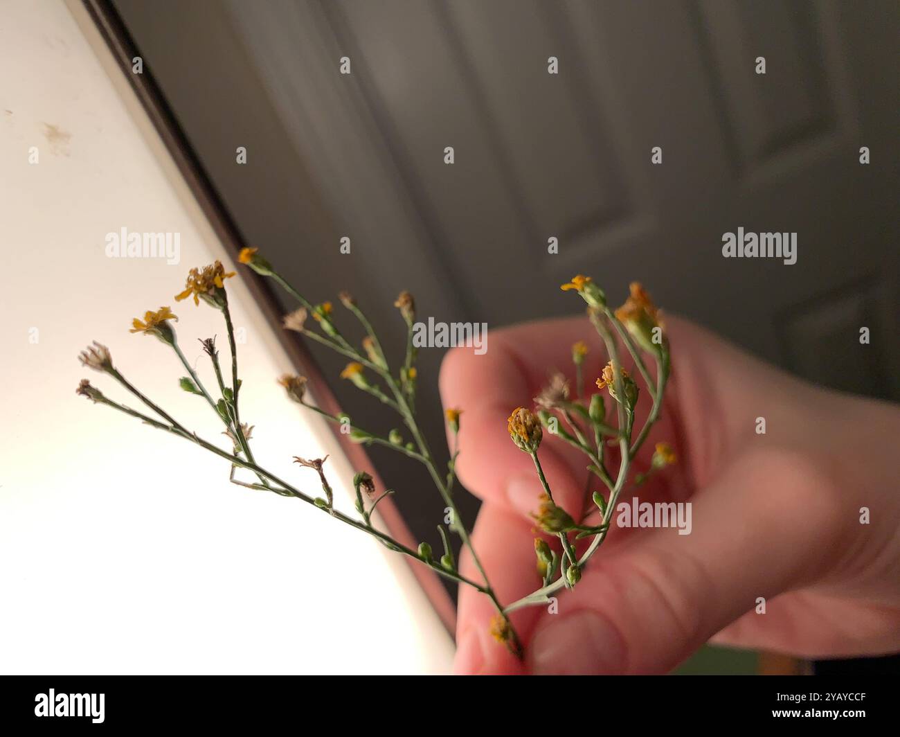 prairie broomweed (Amphiachyris dracunculoides) Plantae Stock Photo - Alamy