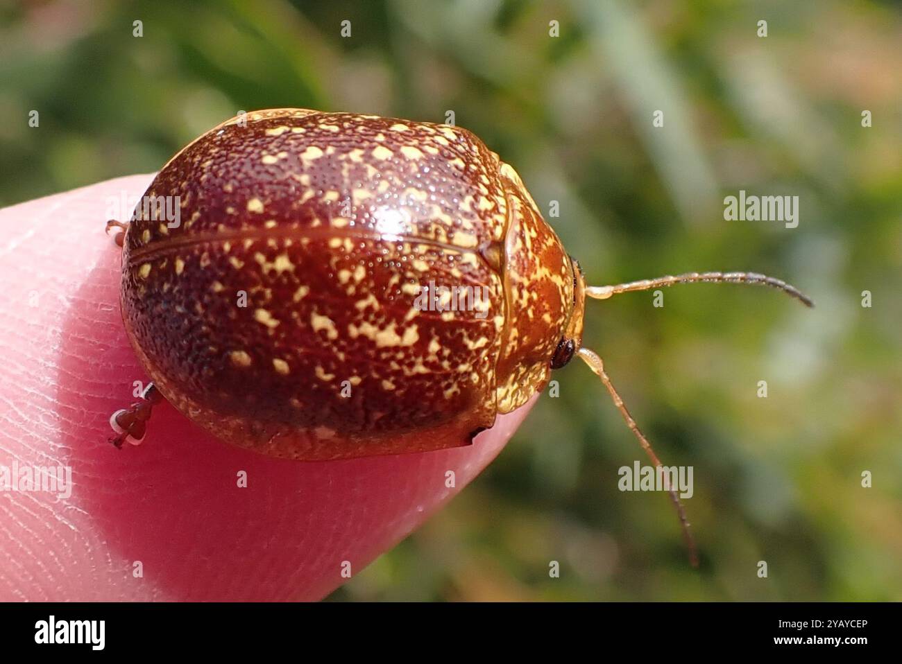 Paropsis hi-res stock photography and images - Alamy