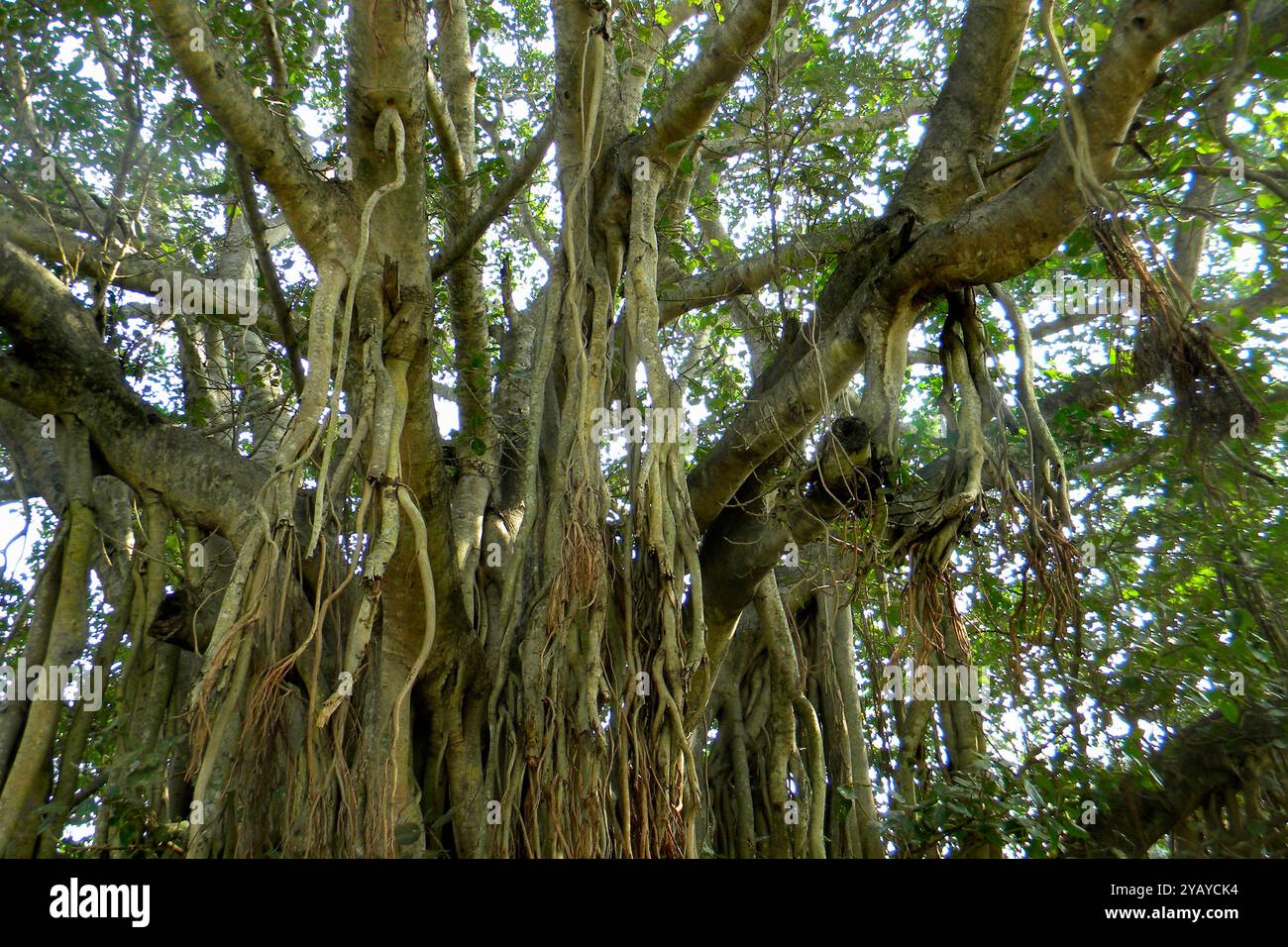 Banian tree, Orissa, India Stock Photo - Alamy
