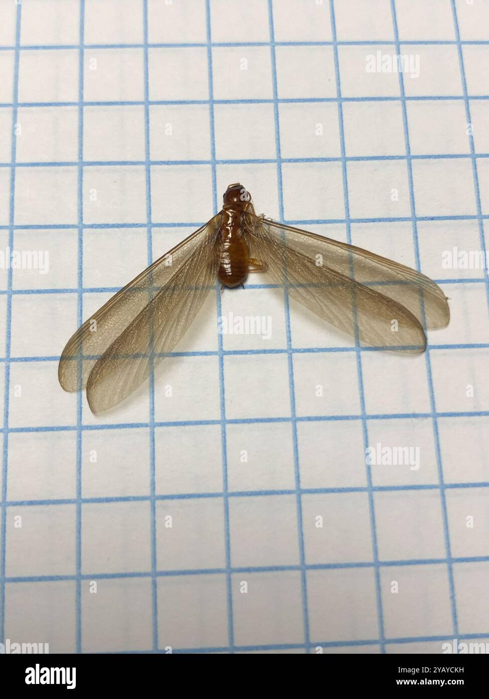 Zootermopsis hi-res stock photography and images - Alamy