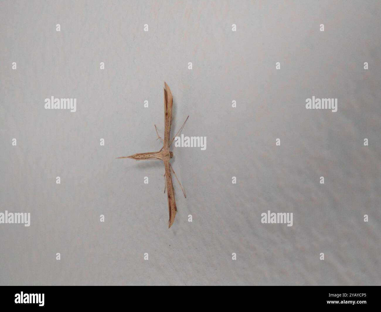 Morning-glory Plume Moth (Emmelina monodactyla) Insecta Stock Photo - Alamy