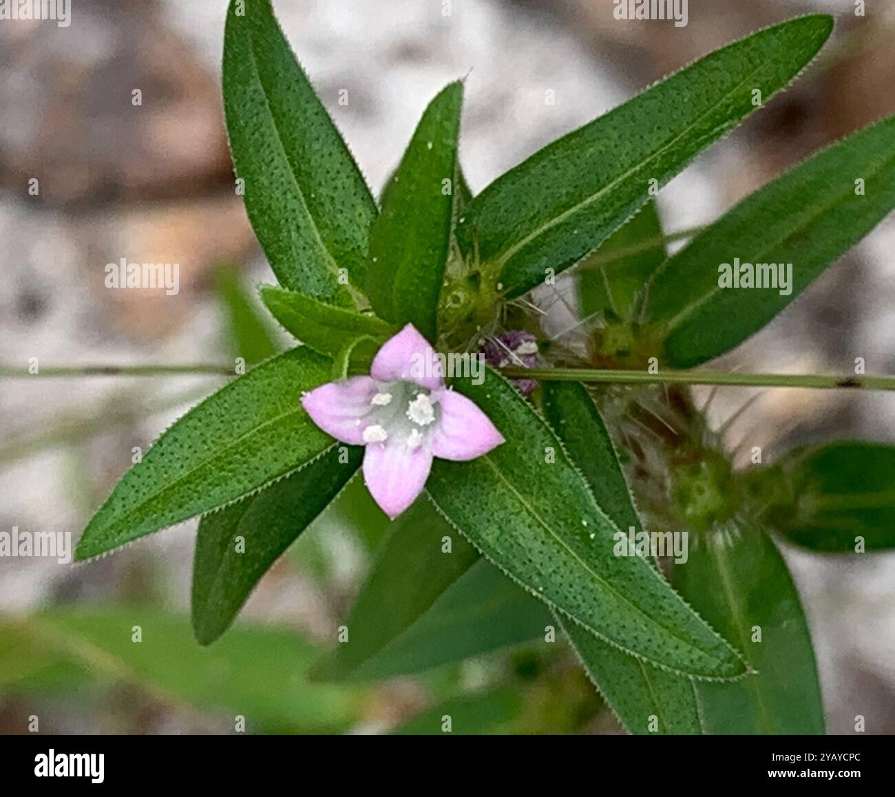 rough buttonweed (Hexasepalum teres) Plantae Stock Photo - Alamy