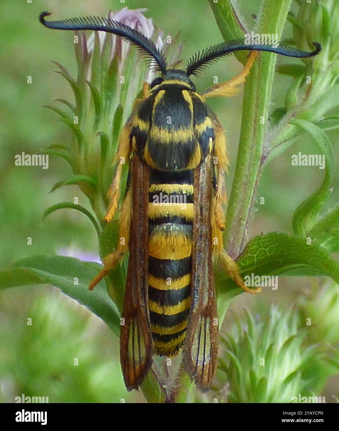 Raspberry Crown Borer (Pennisetia marginatum) Insecta Stock Photo - Alamy