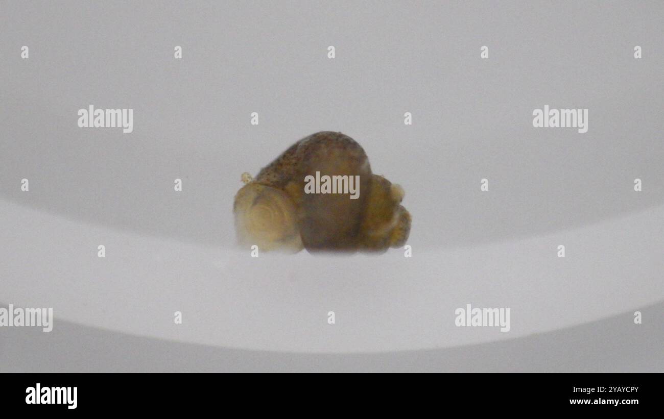 Hydrobiid Mud Snails (Hydrobiidae) Mollusca Stock Photo - Alamy