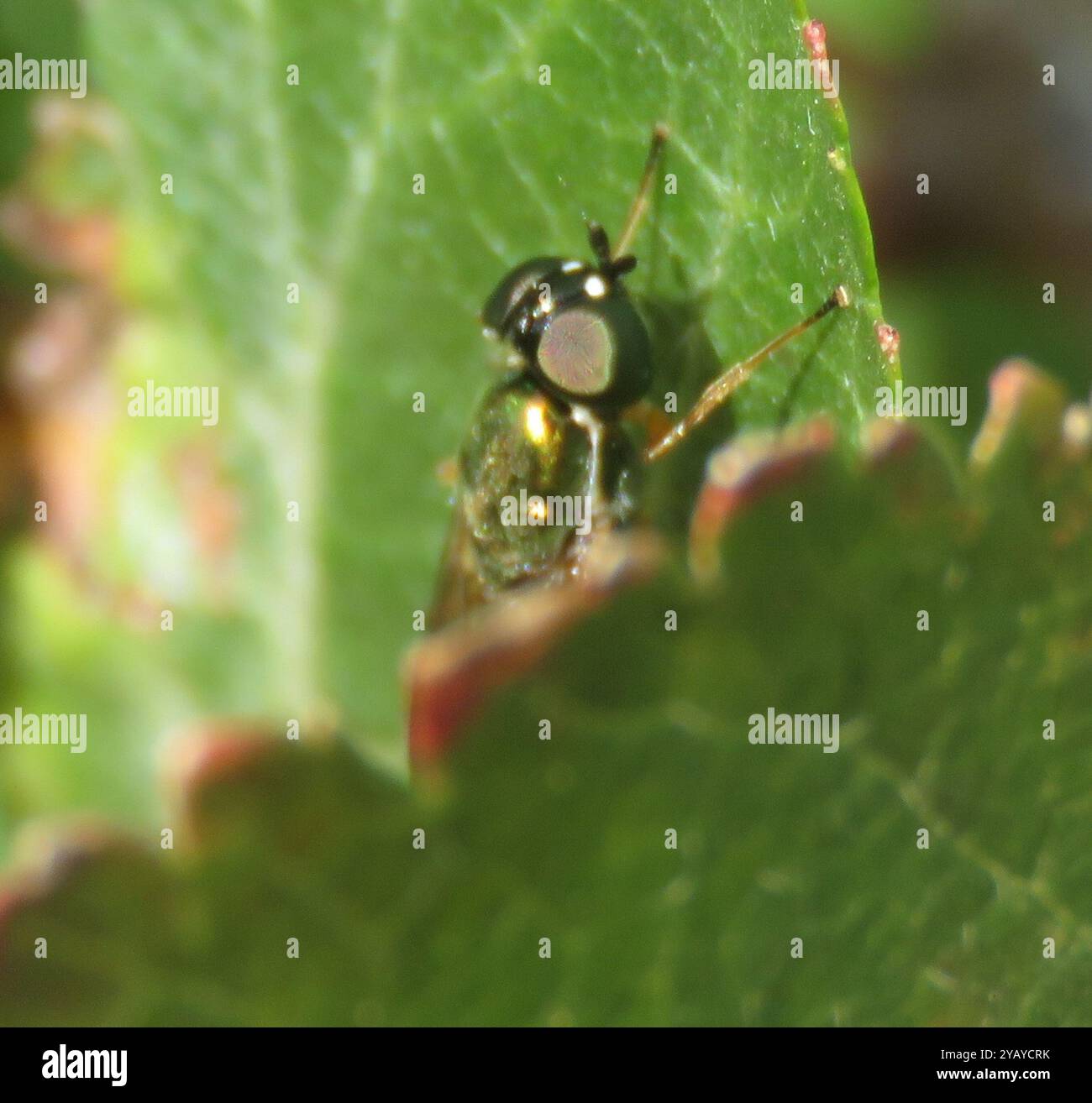 Twin-Spot Centurion Fly (Sargus bipunctatus) Insecta Stock Photo - Alamy