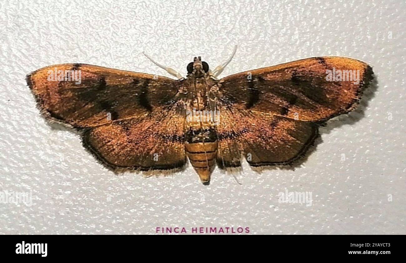 Pearl Moths (Spilomelinae) Insecta Stock Photo - Alamy