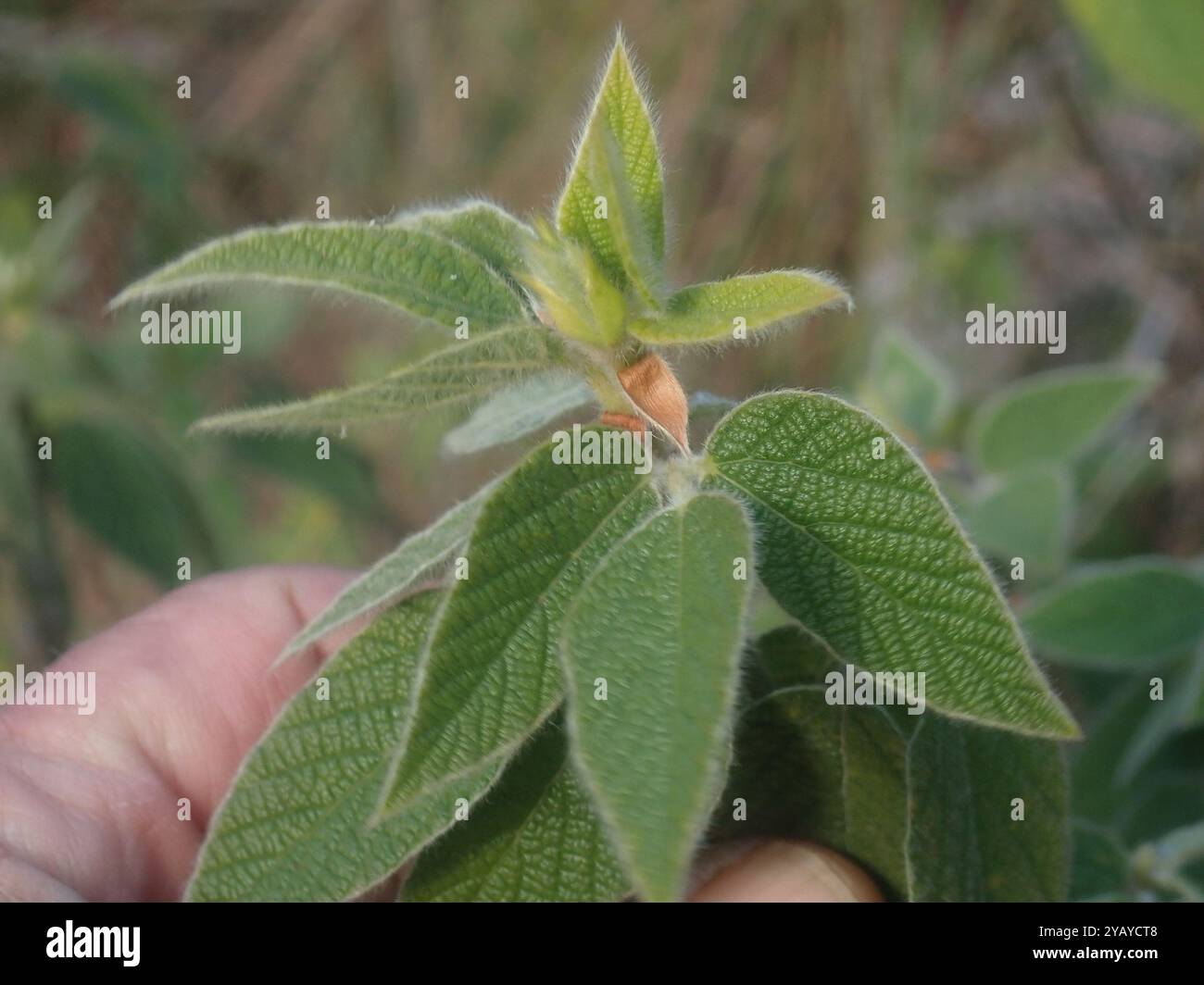 Shaggy Bush (Rhynchosia clivorum clivorum) Plantae Stock Photo - Alamy