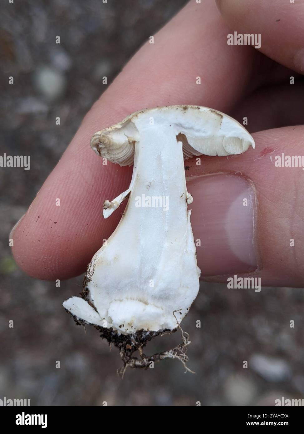 White Dapperling (Leucoagaricus leucothites) Fungi Stock Photo - Alamy