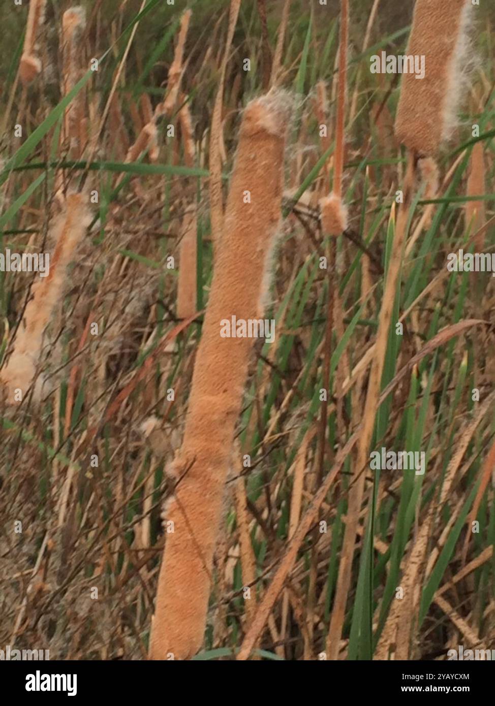 Cattails (Typha) Plantae Stock Photo - Alamy