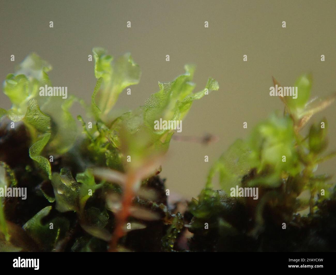 Long-bristled Frillwort (Fossombronia longiseta) Plantae Stock Photo ...