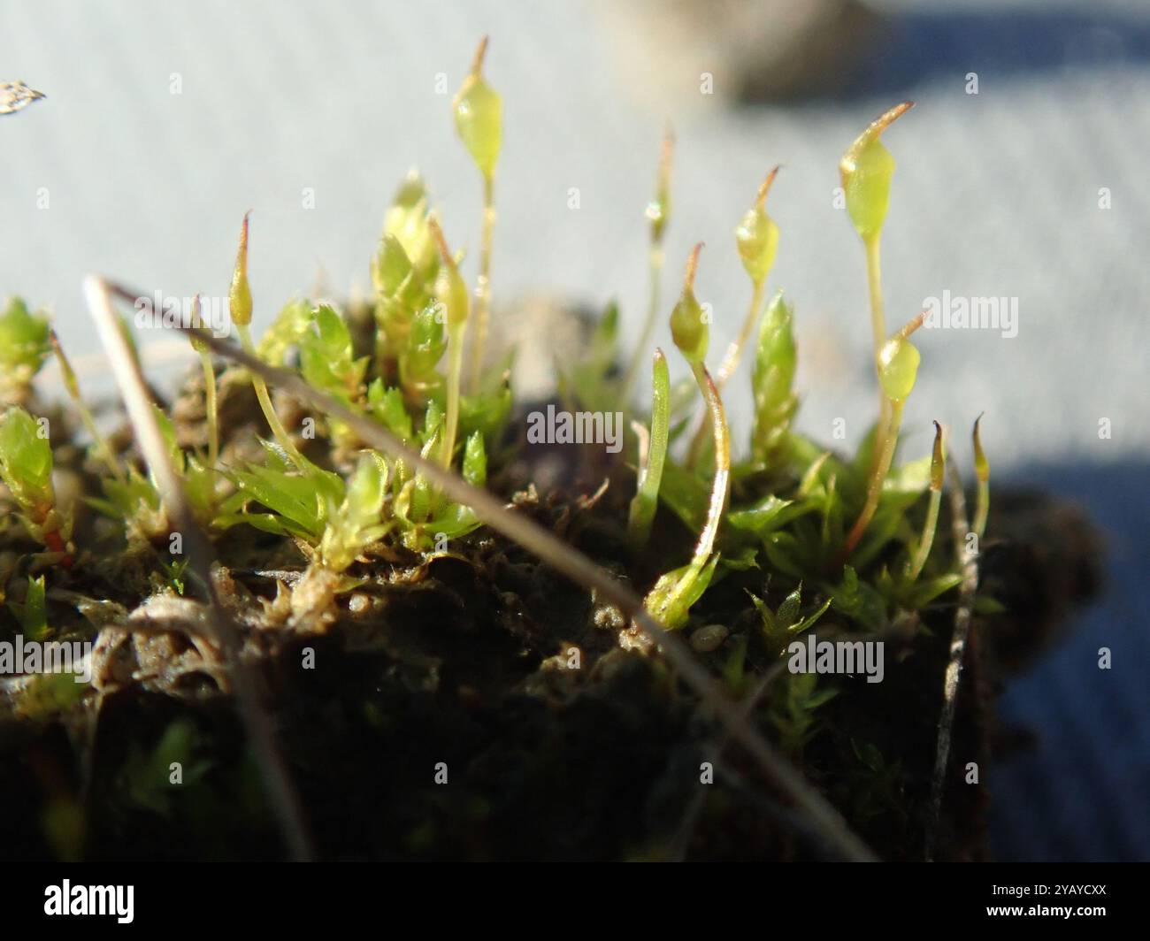 Common Pottia (Tortula truncata) Plantae Stock Photo - Alamy