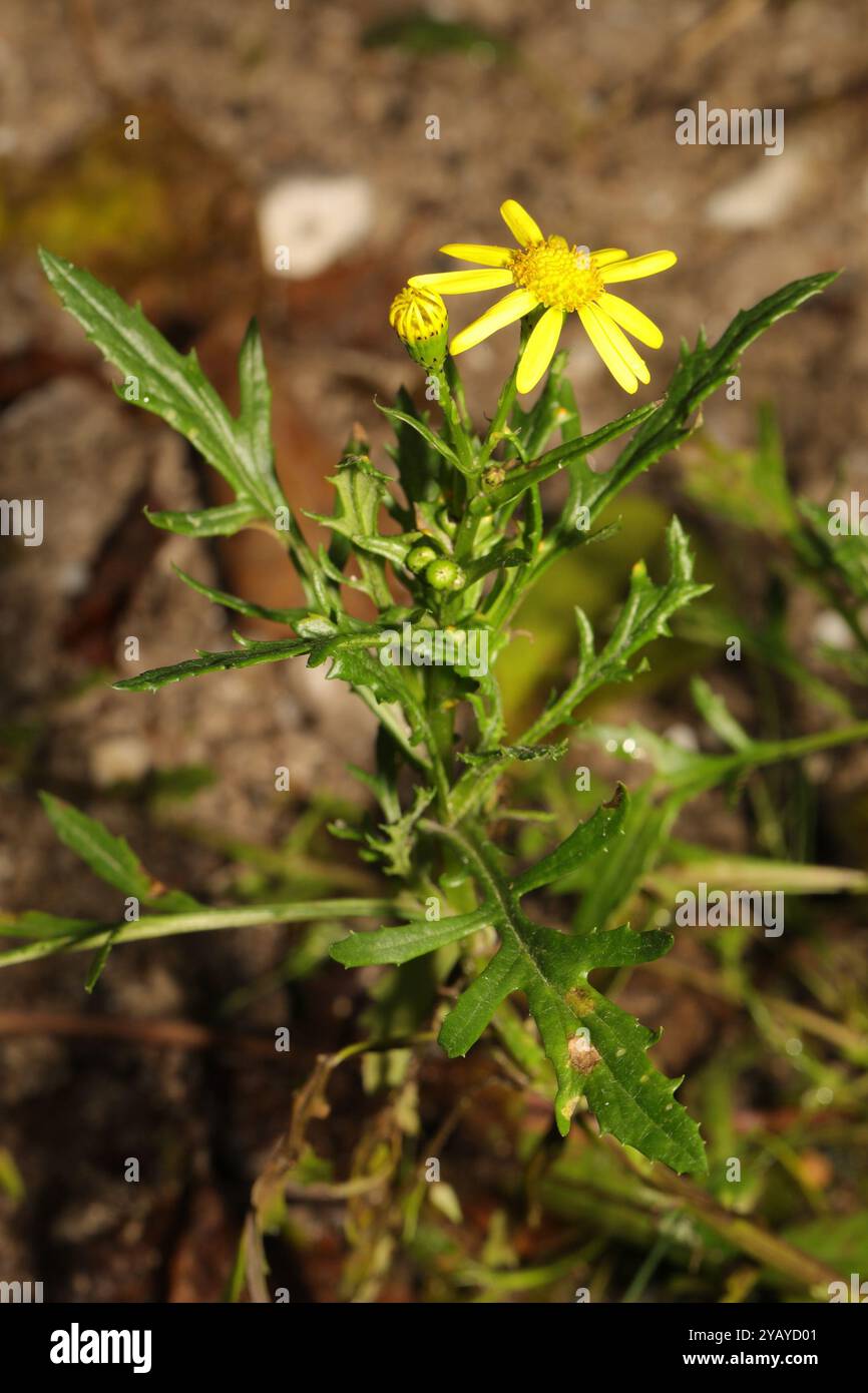 Oxford Ragwort (Senecio squalidus) Plantae Stock Photo - Alamy