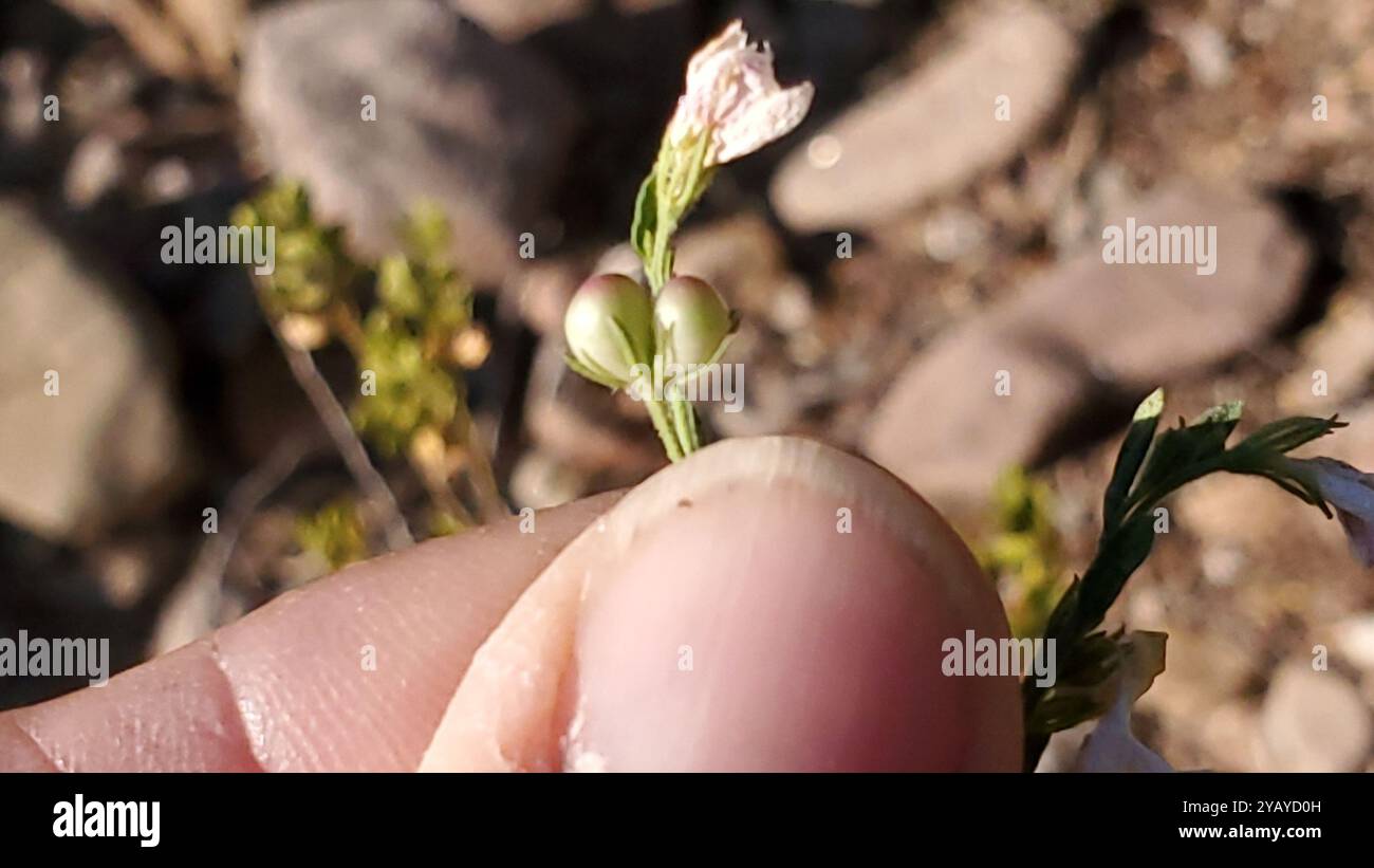 rough menodora (Menodora scabra) Plantae Stock Photo - Alamy