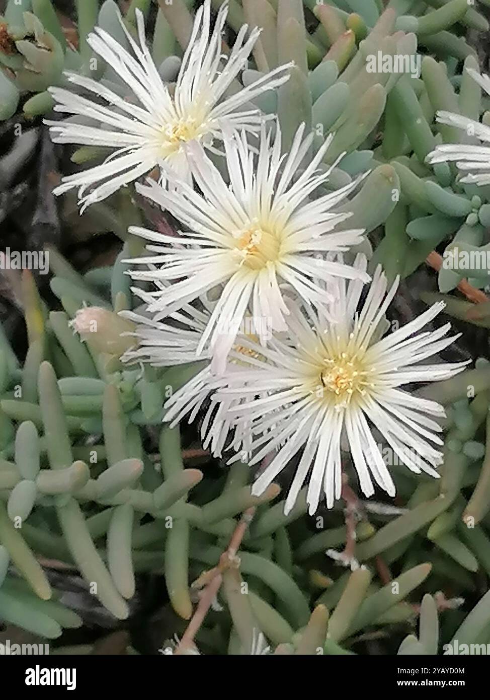 ice plants (Mesembryanthemum) Plantae Stock Photo - Alamy